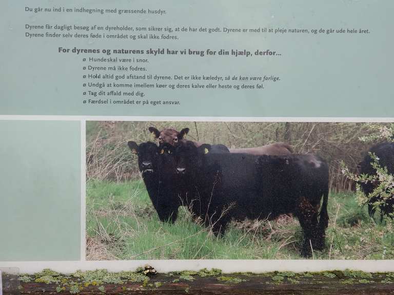 Rewilding Project in Geding-Kasted Bog Routes for Walking and Hiking ...