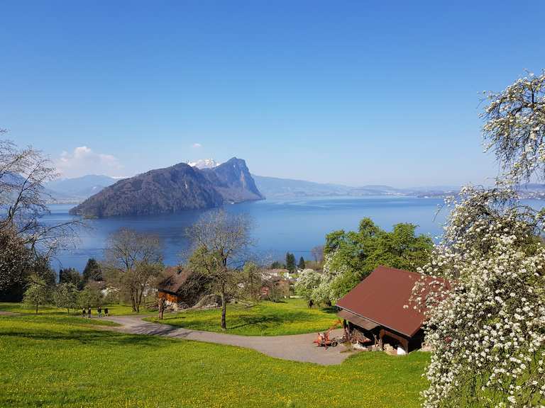 Blick auf den Vierwaldstättersee und den Bürgenstock vom Wissifluh-Weg: Wanderungen und Rundwege ...
