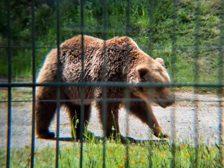 Bärenpark Routes for Walking and Hiking | Komoot