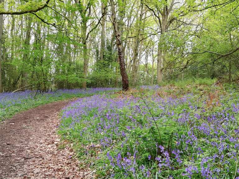 Ercall Hill & Woods Routes for Walking and Hiking | Komoot