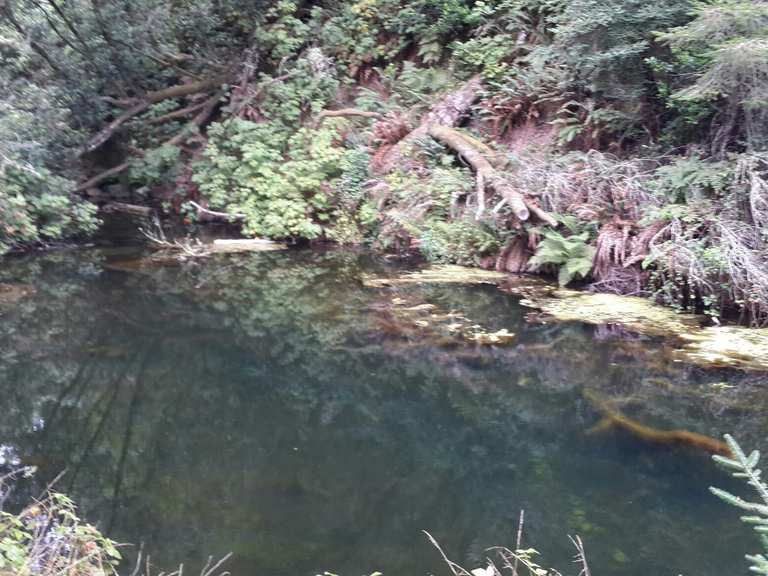 Cardiac Hill & Stinson Beach loop — Mount Tamalpais State Park | run ...