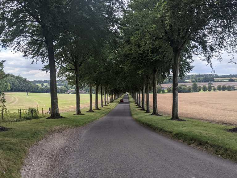 Gorgeous tree-lined road from Moor Crichel Road Cycle Routes and Map ...