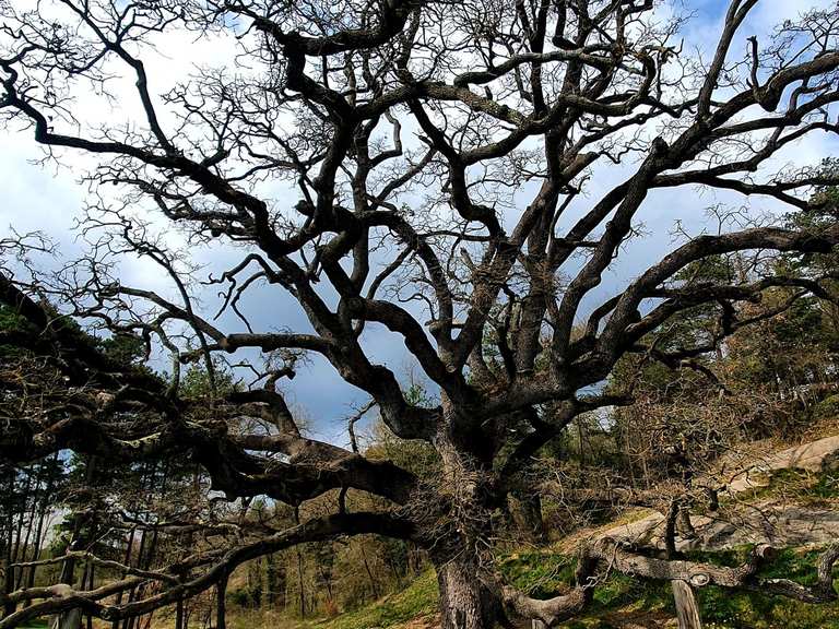 Giant Oak of La Senyora – Hiking & Cycling Routes | Komoot