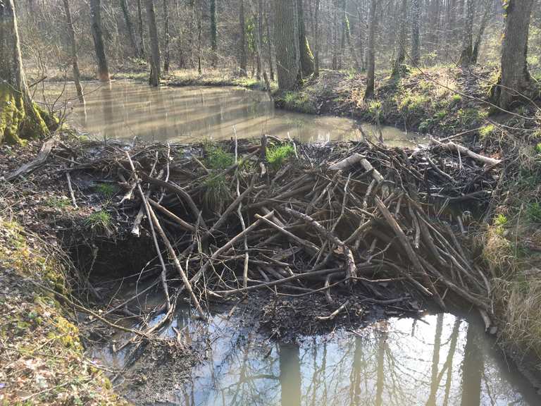 Beaver lodge in Steigerwald Nature Park – Hiking & Cycling Routes | Komoot