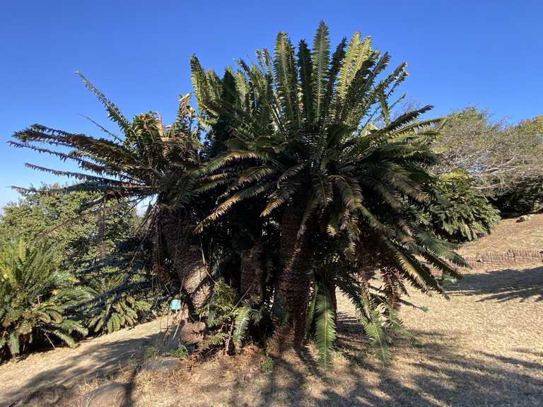 Modjadji Cycad-reservaat wandelroutes en hikes | Komoot