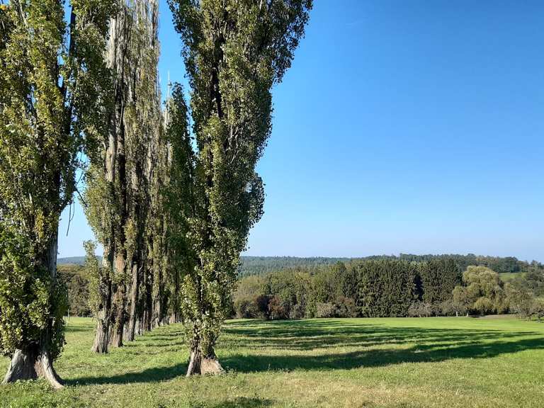 Pappelallee bei Beuren : Radtouren und Radwege | komoot
