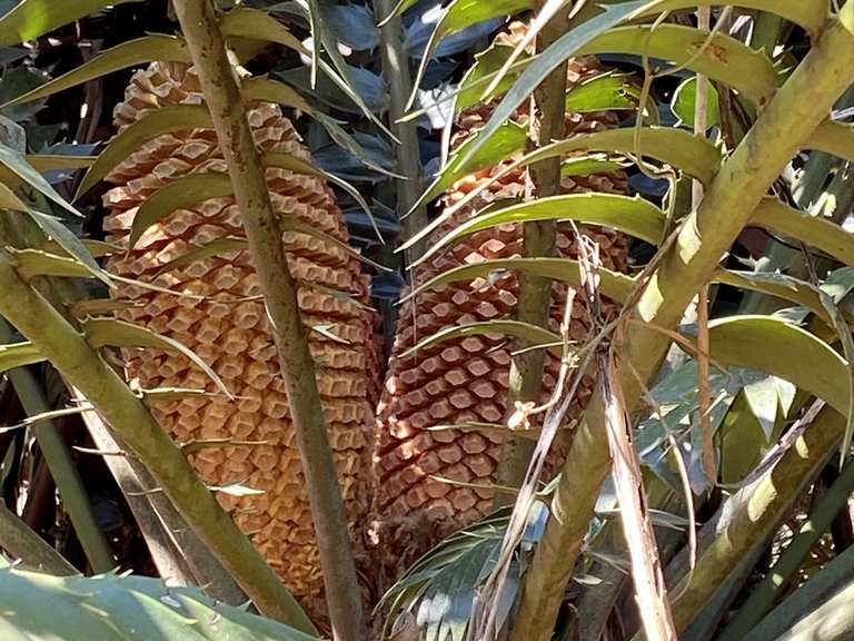 Modjadji Cycad-reservaat wandelroutes en hikes | Komoot