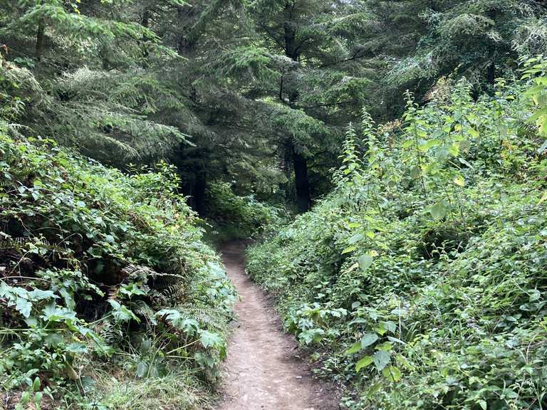 Bass Lake via Coast Trail — Point Reyes National Seashore | trilha | komoot