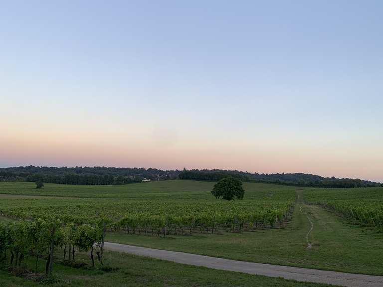 Denbies Vineyard Wine Estate - Cycle Routes and Map | Komoot