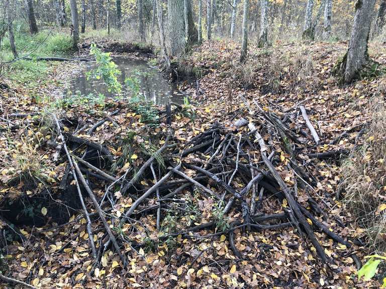 Beaver lodge in Steigerwald Nature Park – Hiking & Cycling Routes | Komoot