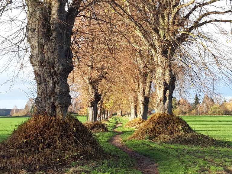 Schöne alte Lindenallee – Klosterteiche in Hütter Wohld Runde von ...