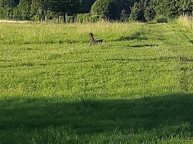 Parkwald Segendorf: Wanderungen und Rundwege | komoot