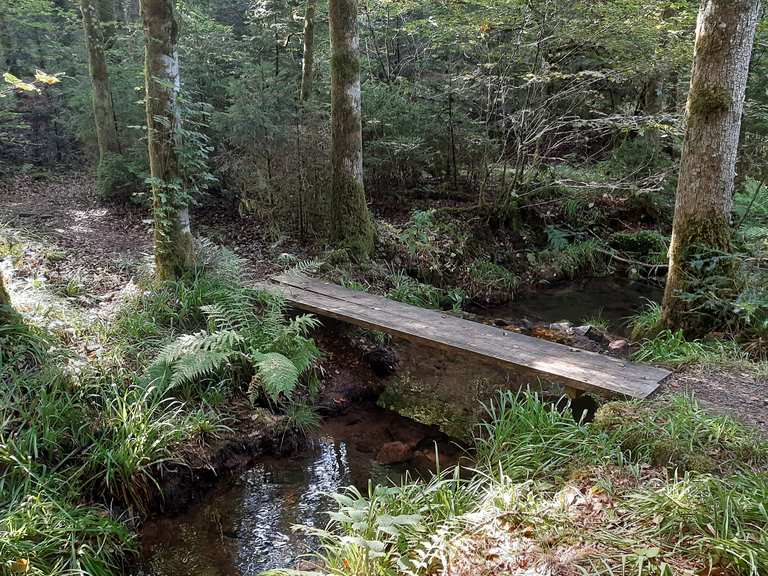 Calmbach Routes for Walking and Hiking | Komoot