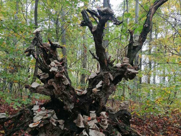 Steinbaum: Wanderungen und Rundwege | komoot