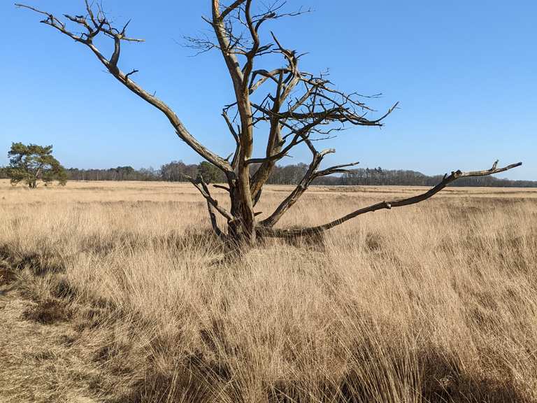 Weids uitzicht over het veld: Wanderungen und Rundwege | komoot