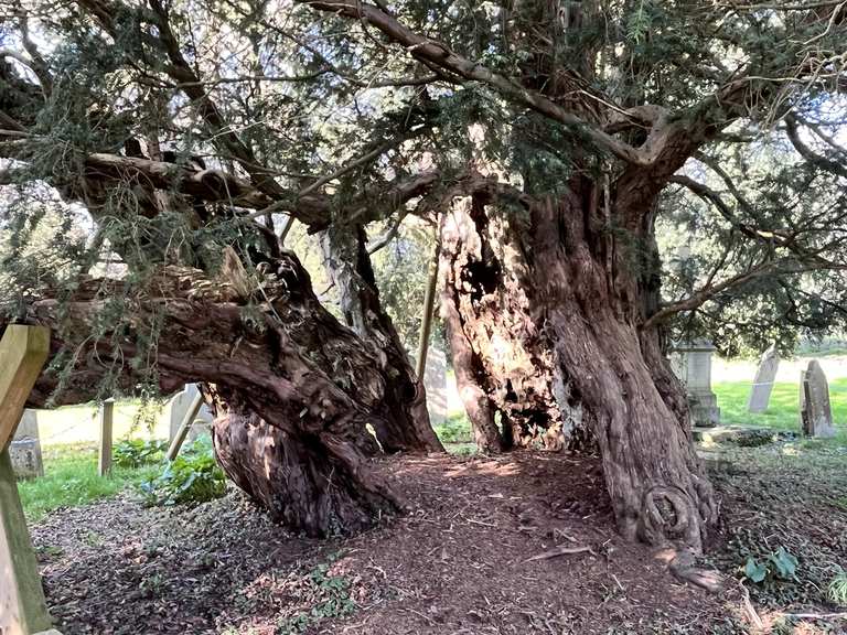 Jane Austen and the Old Yew tree loop from Chawton — South Downs ...