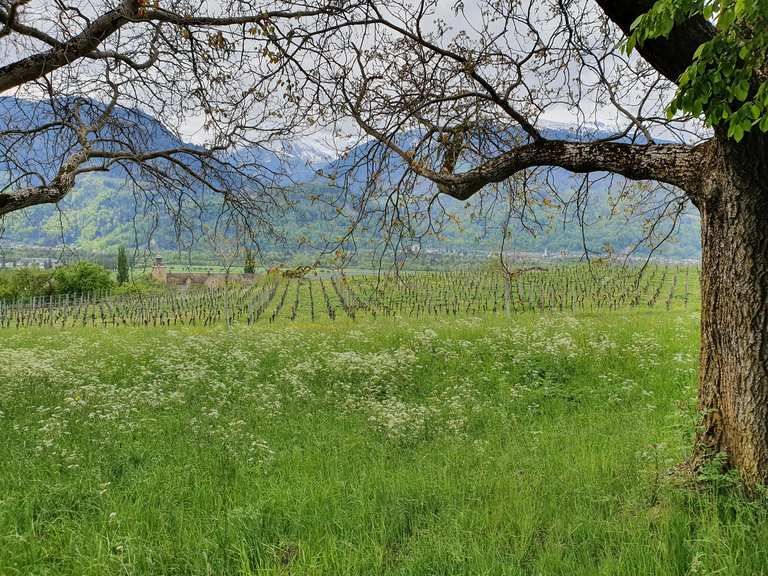 Wonderful path through the vines Routes for Walking and Hiking | Komoot