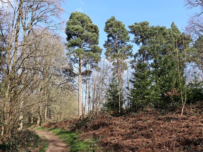 Comer Wood - Routes and Map | Komoot