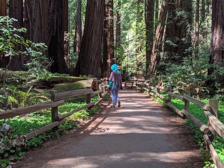 Canopy Trail to Sun Trail loop — Mount Tamalpais State Park | hike | Komoot