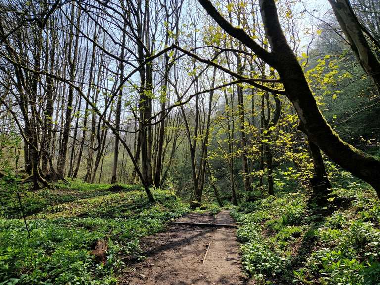 Hackfall Wood Routes for Walking and Hiking | Komoot