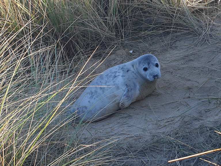 Winterton Beach: Wanderungen und Rundwege | komoot