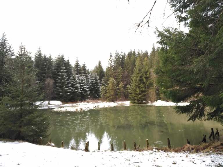 Forest Pond with Bench Routes for Walking and Hiking | Komoot