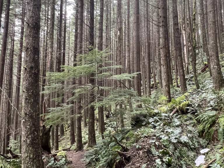 Hamilton Mountain Trail loop — Beacon Rock State Park Tour Highlight ...