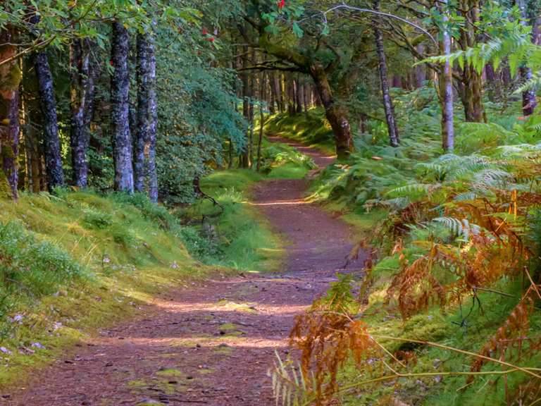 The Black Wood of Rannoch loop from Carie — Tay Forest Park | run | Komoot
