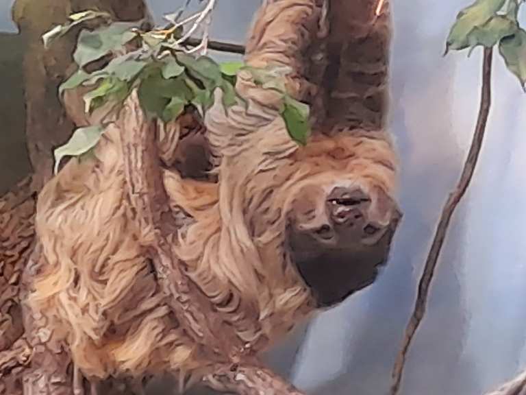 Faultier: Wanderungen und Rundwege | komoot