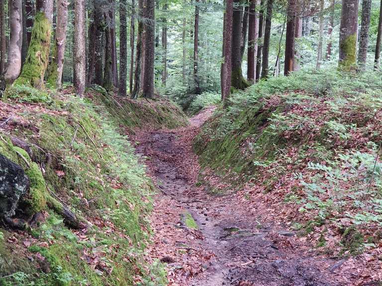 Chemin creux juste avant Siebenellen - Itinéraires de rando et marche ...