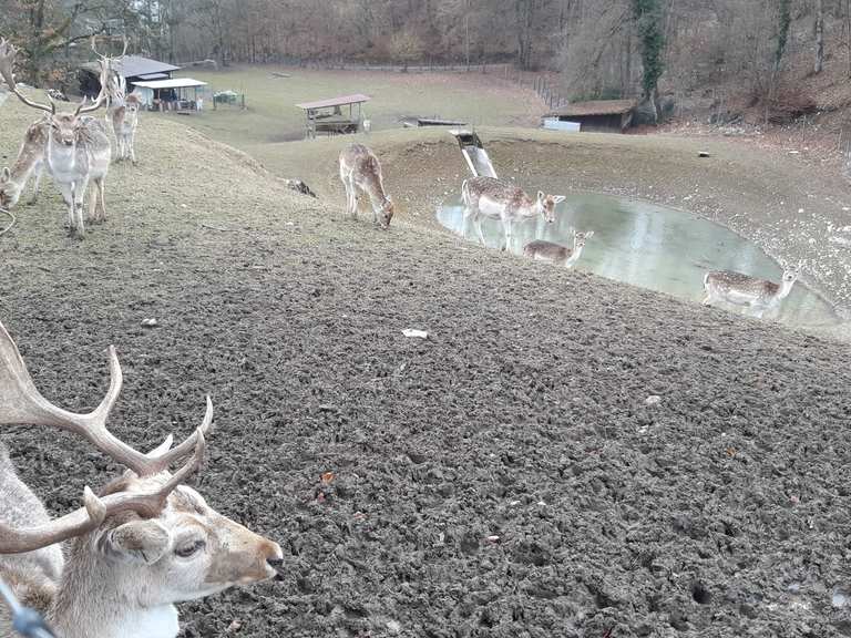 Damwild-Gehege: Wanderungen und Rundwege | komoot