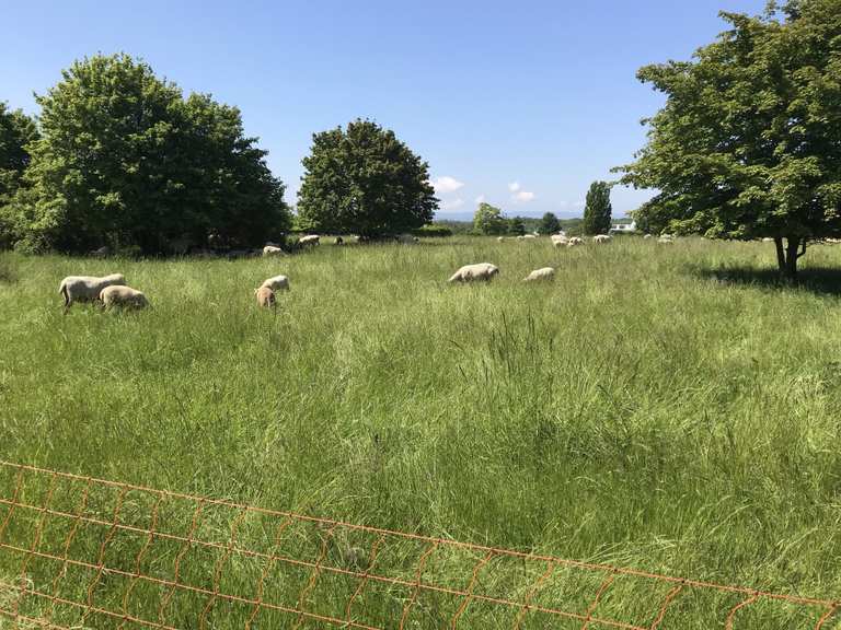 Hugo-Knappworst-Weg - fietsroutes en kaart | Komoot