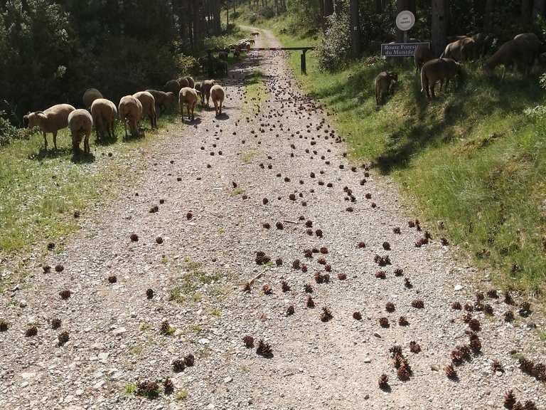 Col de Saint-Jurs et col de la Mort de l'Homme – gravel en boucle ...