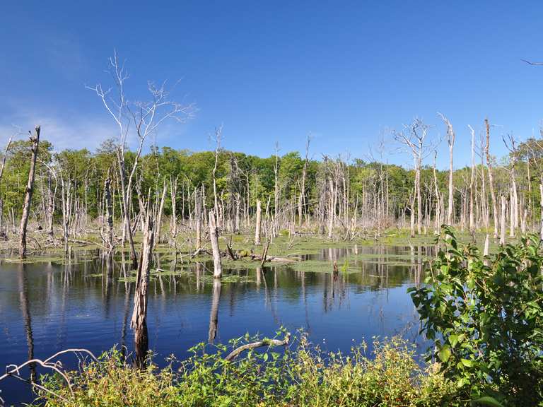 Terrace Pond Loop – Wawayanda State Park | randonnée pédestre | Komoot