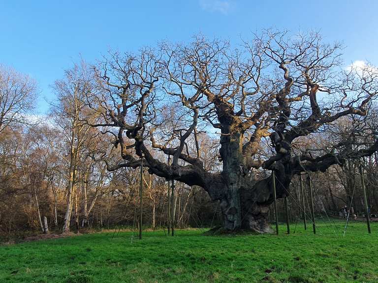Major Oak Routes for Walking and Hiking | Komoot