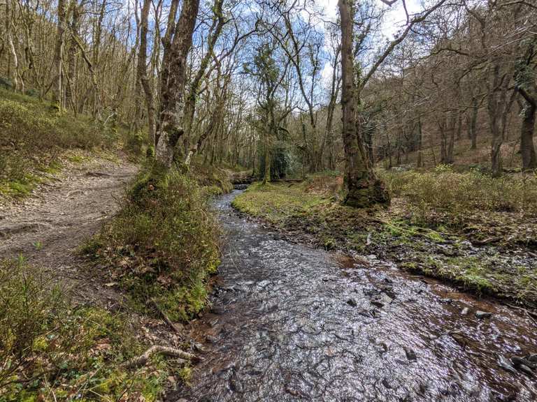Holford Combe Mountain Bike Trails & Tracks | Komoot