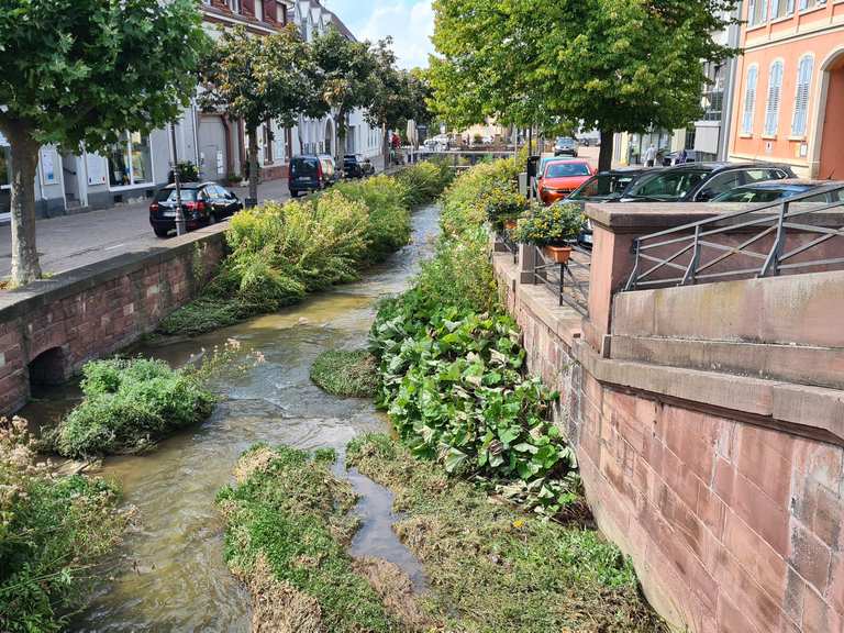 Weingartener Moor (Bohlenweg) – Grötzinger Baggersee Runde von ...