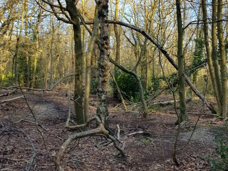 Senda Natural de Stanmore Common: Rutas de senderismo y caminatas | Komoot