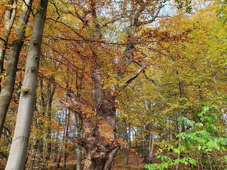 Old oak tree Routes for Walking and Hiking | Komoot