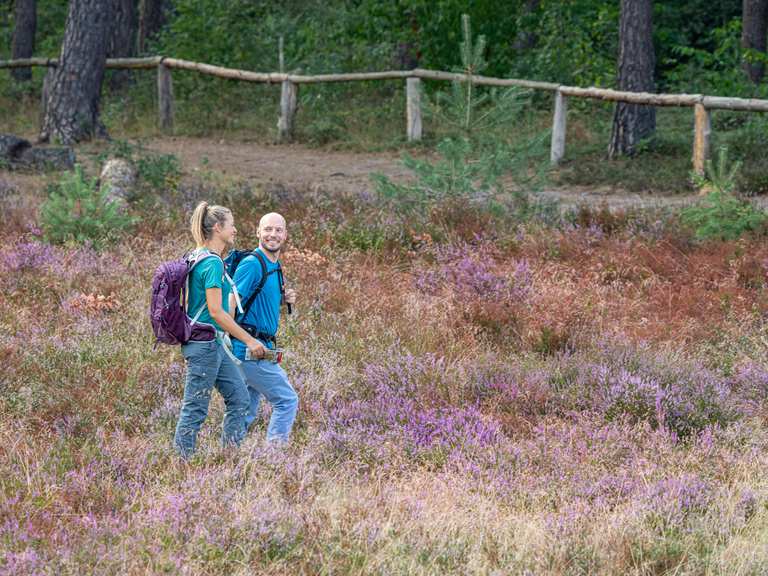 Heideland Rundwanderweg Hövelhof | wandeling | Komoot