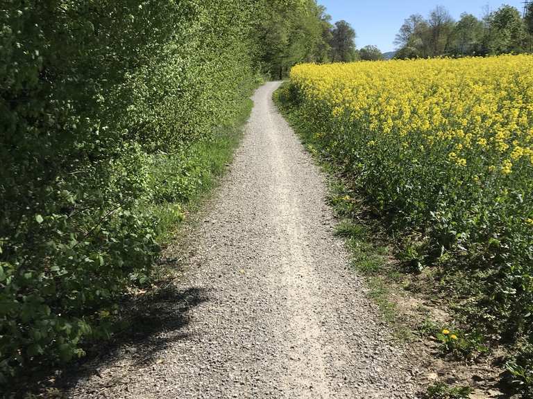 Blick auf den Rhein – Salzbohrtürme Rhyburg Runde von Frick ...