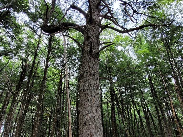 Hemlock Tree – The Oldest Growth: Wanderungen und Rundwege | komoot