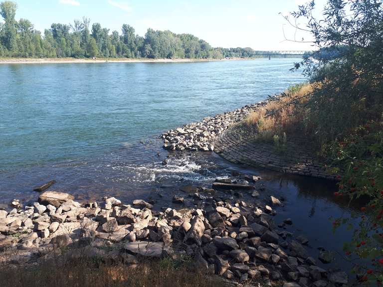 Queich-Mündung / Ende Queichtalradweg : Radtouren und Radwege | komoot