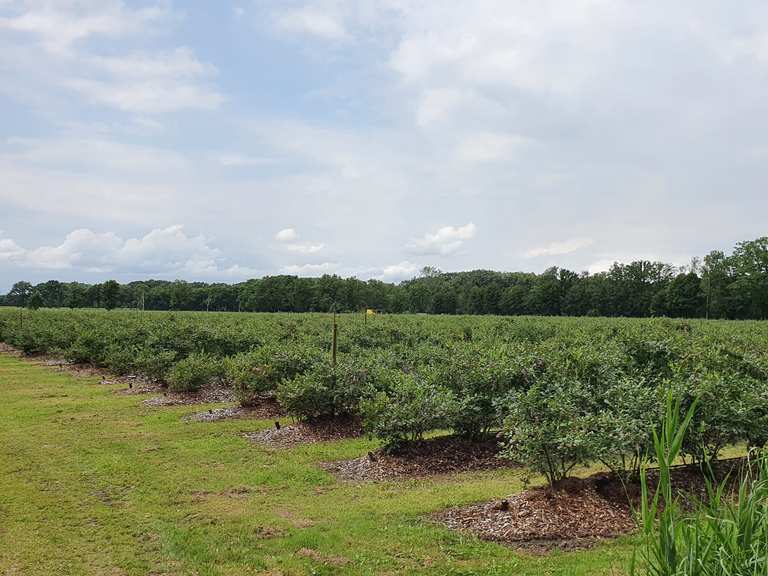 Blaubeer-Plantage Blankwater - Biergarten : Rutas de cicloturismo | Komoot