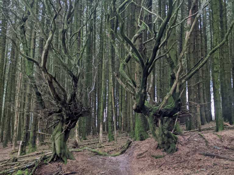 Cafall red trail — Cwmcarn Trail Centre | mountain bike ride | Komoot