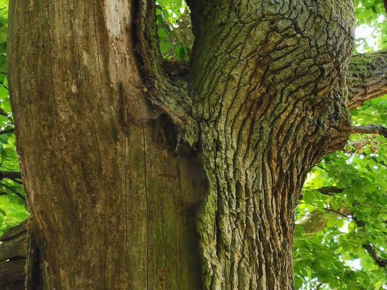 Barther Wundereiche : Radtouren und Radwege | komoot