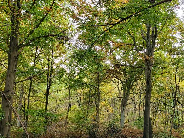 Eichen im Venner Moor: Wanderungen und Rundwege | komoot