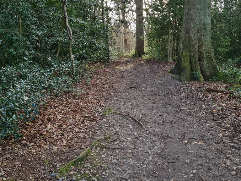 Sherrardspark Wood - Mountain Bike Trails & Tracks | Komoot