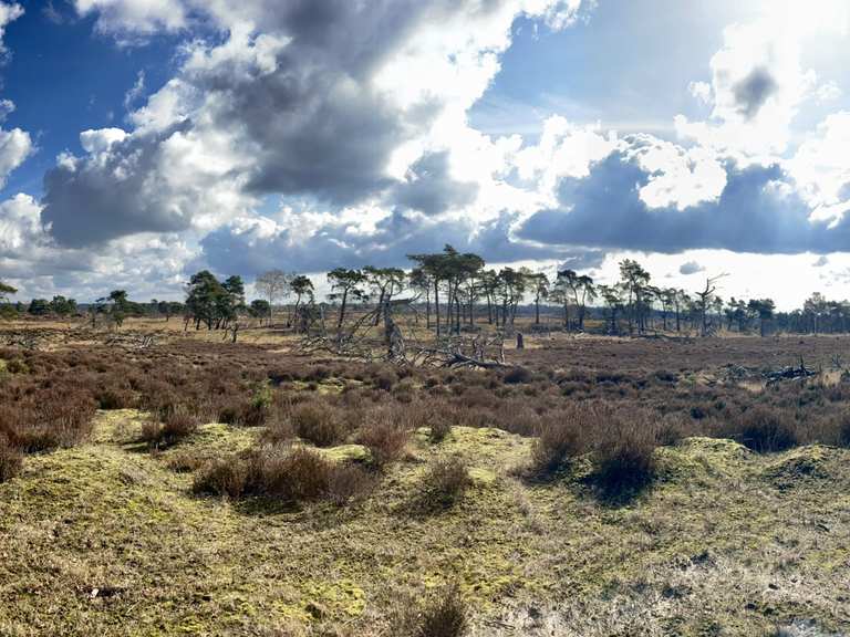 Landschap Kalmthoutse Heide wandelroutes en hikes | Komoot