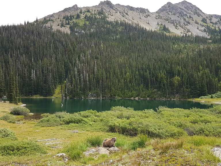 Grand Valley & Badger Valley Trail Loop – Olympic National Park | hike ...